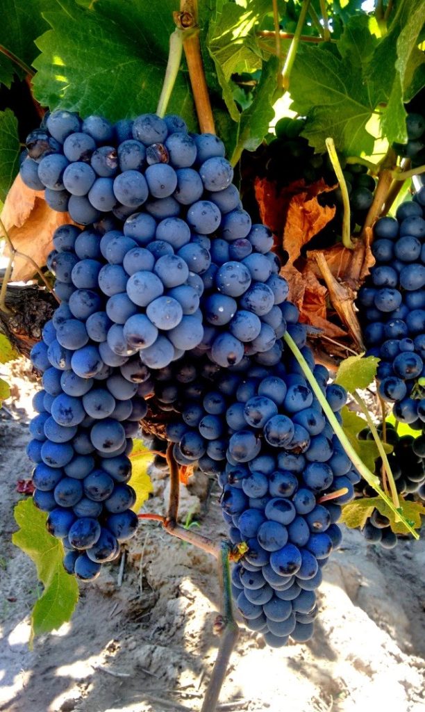 Sobre una selección masal de Bonarda y una presidenta de jurado…